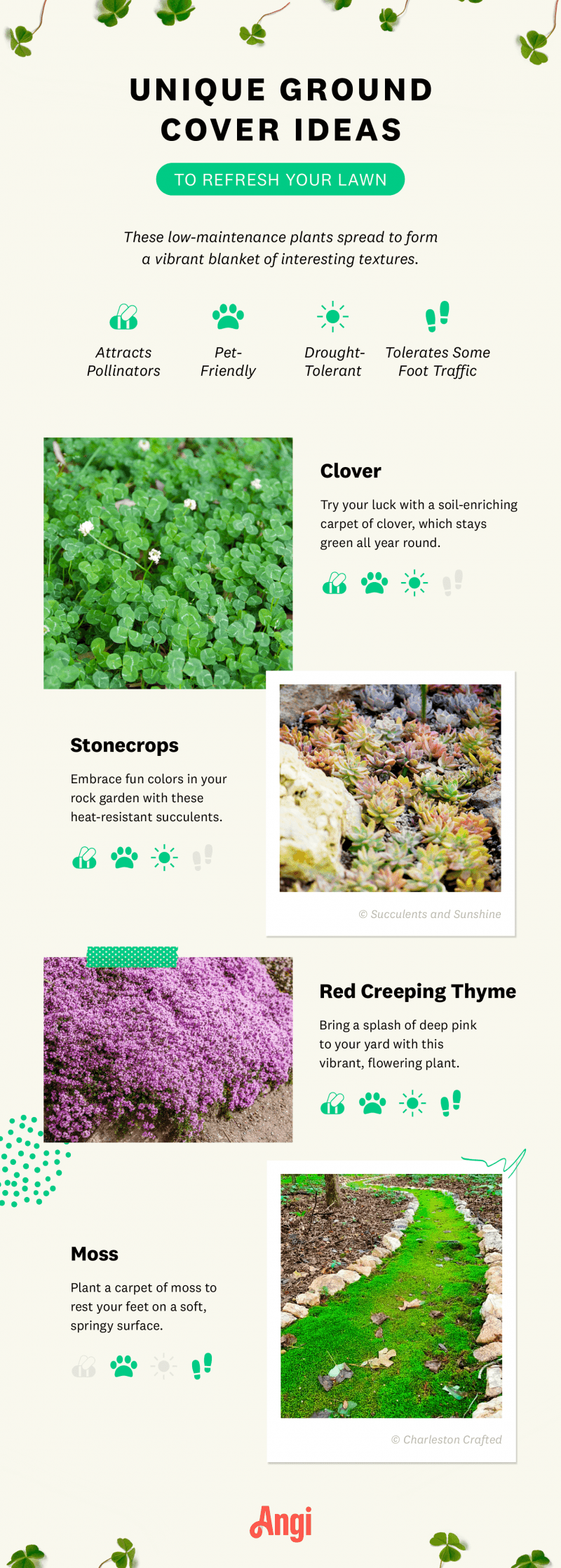 mint lawn alternative